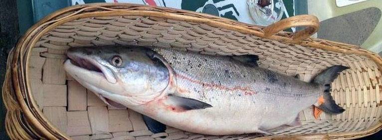 Campanu del río Sella (primer Salmón de la temporada) - campanu del ...