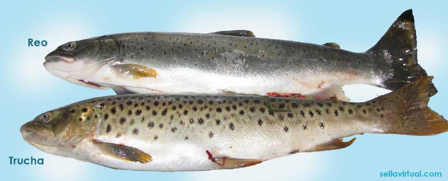 Trucha - trucha rio sella - trout river sella